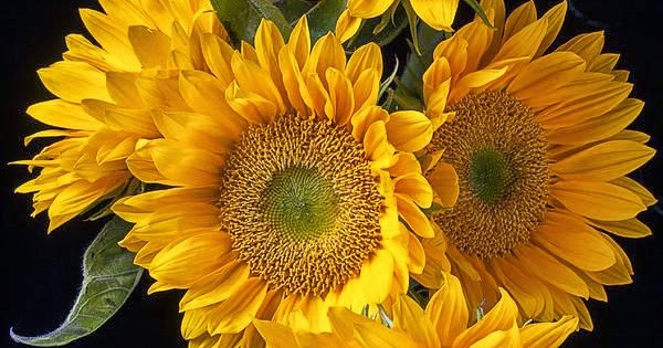 Solar Flare Sunflower | Backyards Click