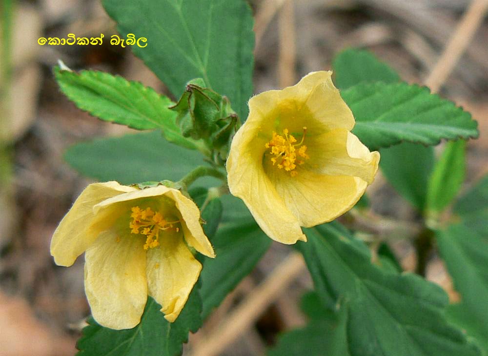 කොටිකන් බැබිල (Sida rhombifolia) ~ අපේ ඔසුපැළ Medicinal Plants of Sri Lanka