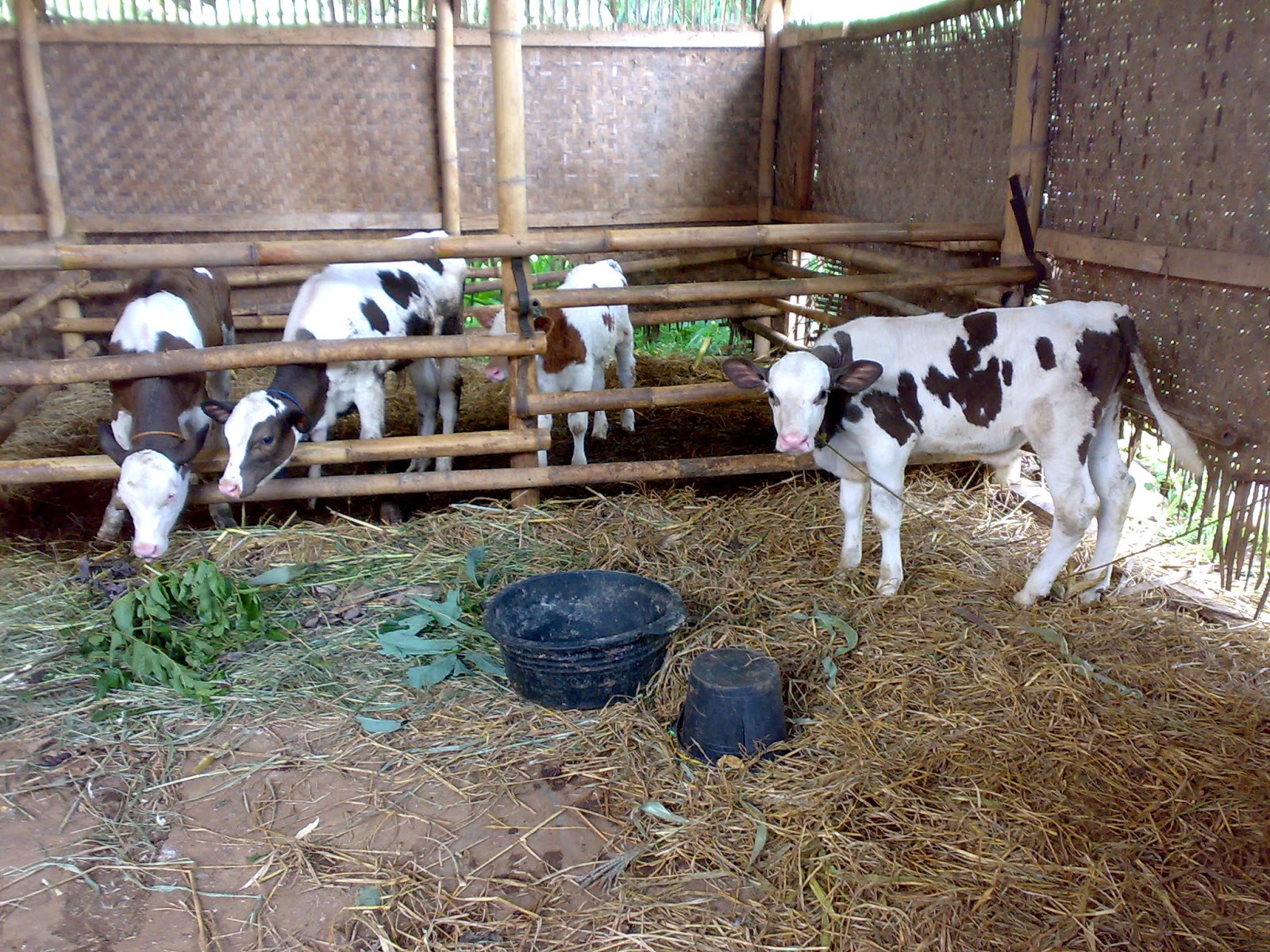 Pemilihan Bibit Sapi Pedaging - Iwan Gunawan