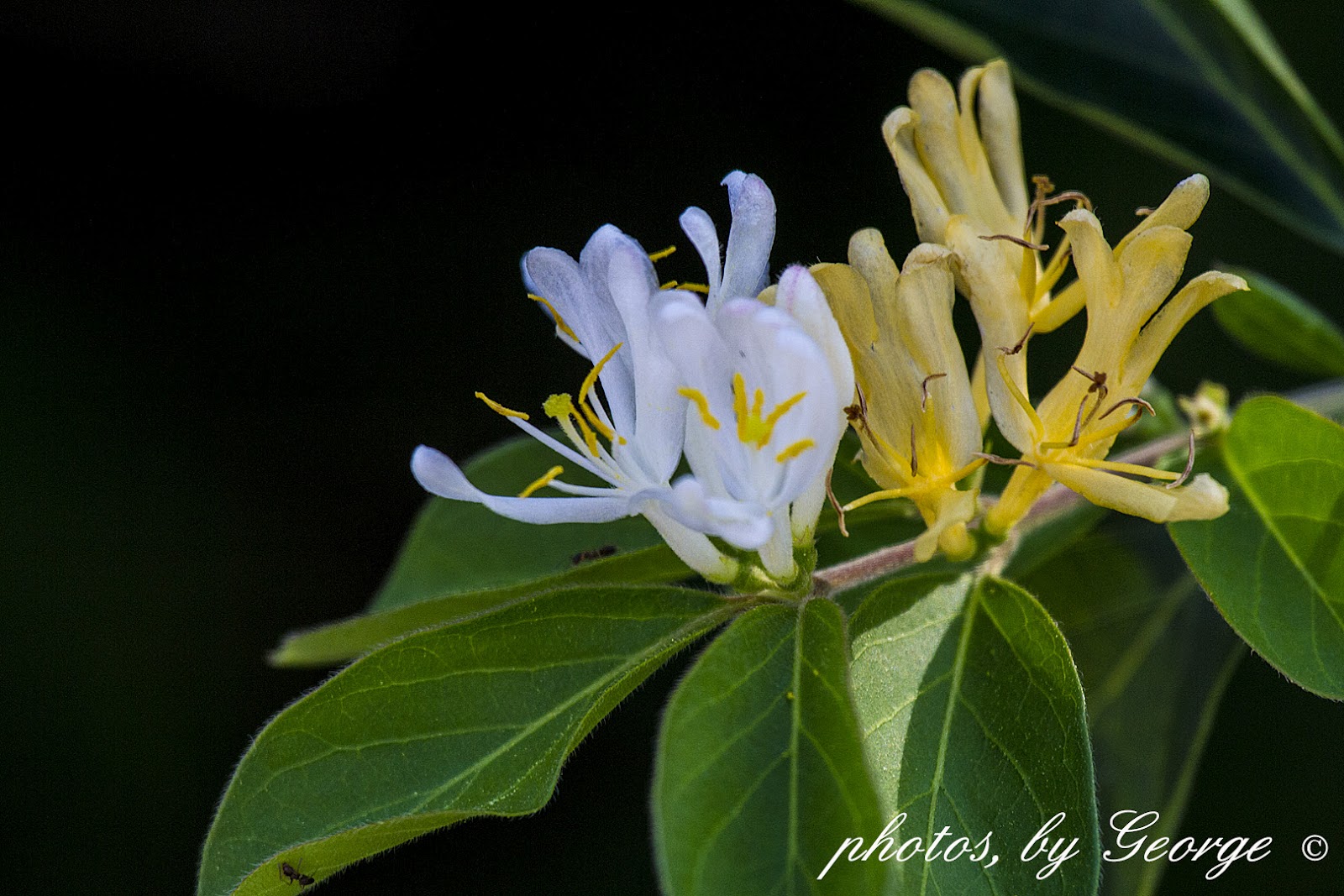 "What's Blooming Now" : Bush Honeysuckle (Lonicera maackii (Rupr.) Maxim.)