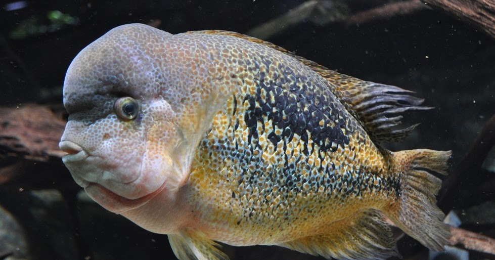 ZOOTOGRAFIANDO (6.100 ANIMALS): MOJARRA COLORADA (Vieja bifasciata)