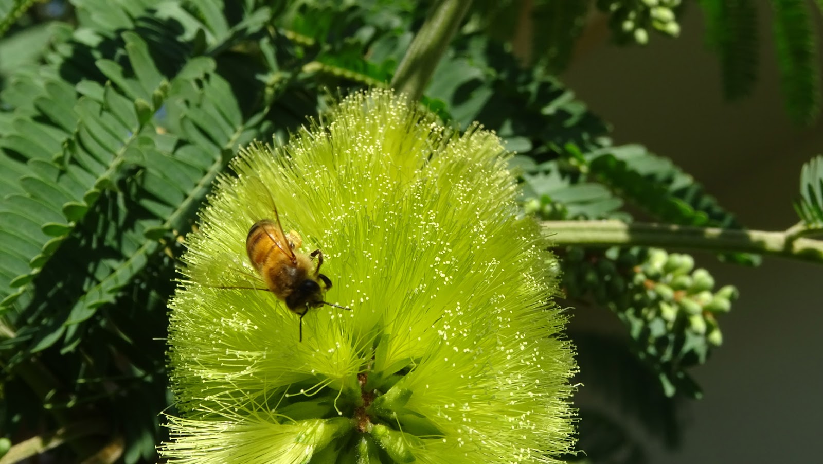 MAP: MELBOURNE STREET TREES 150 - CAPE WATTLE