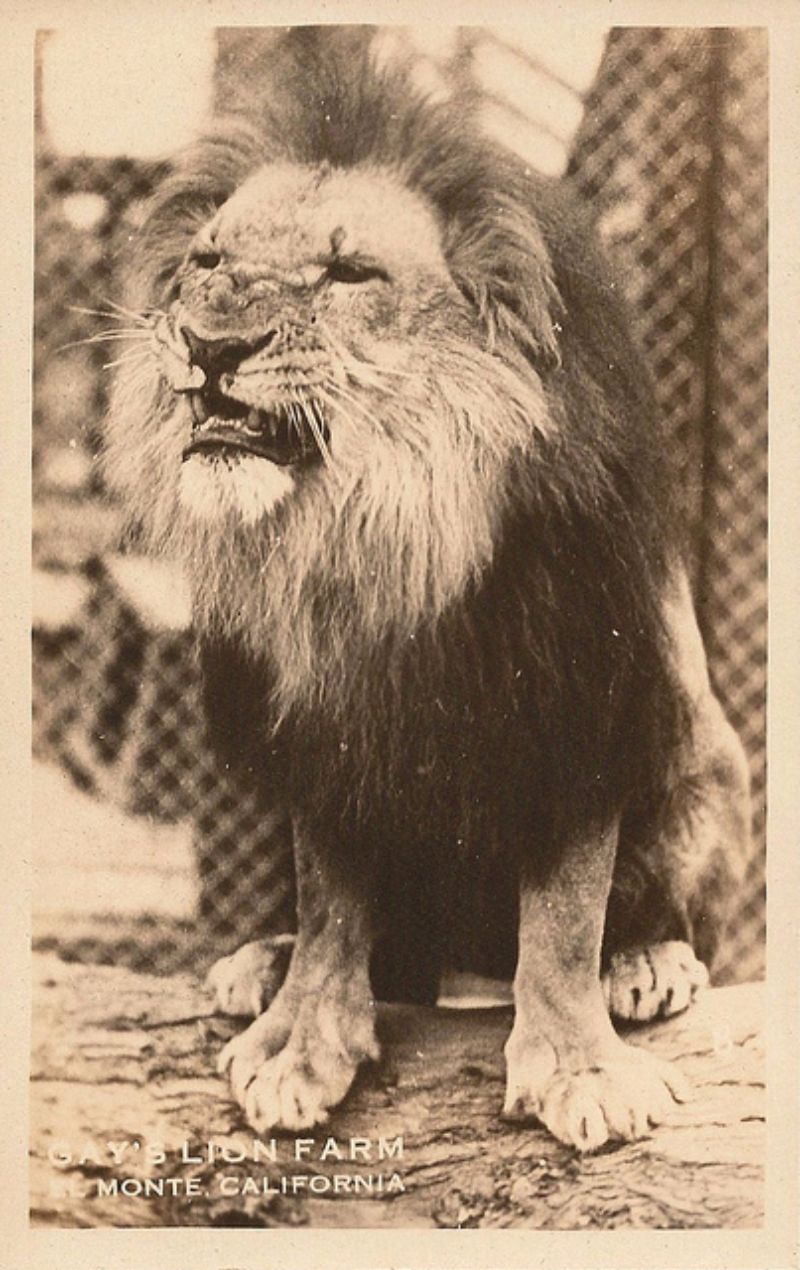 El Monte’s Wild Past: Incredible Vintage Photographs Capture Inside Gay ...