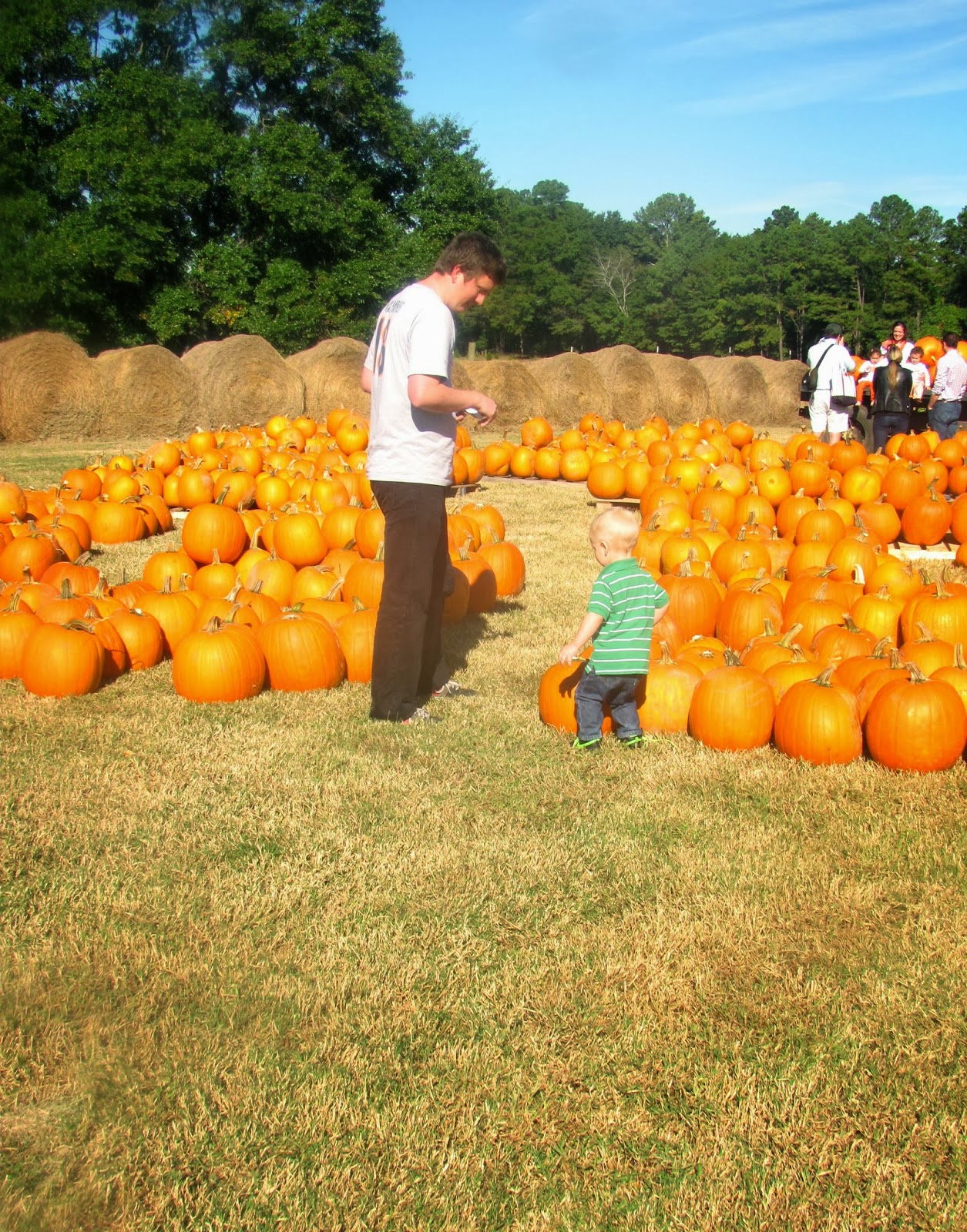 from the elms: Southern Belle Farm