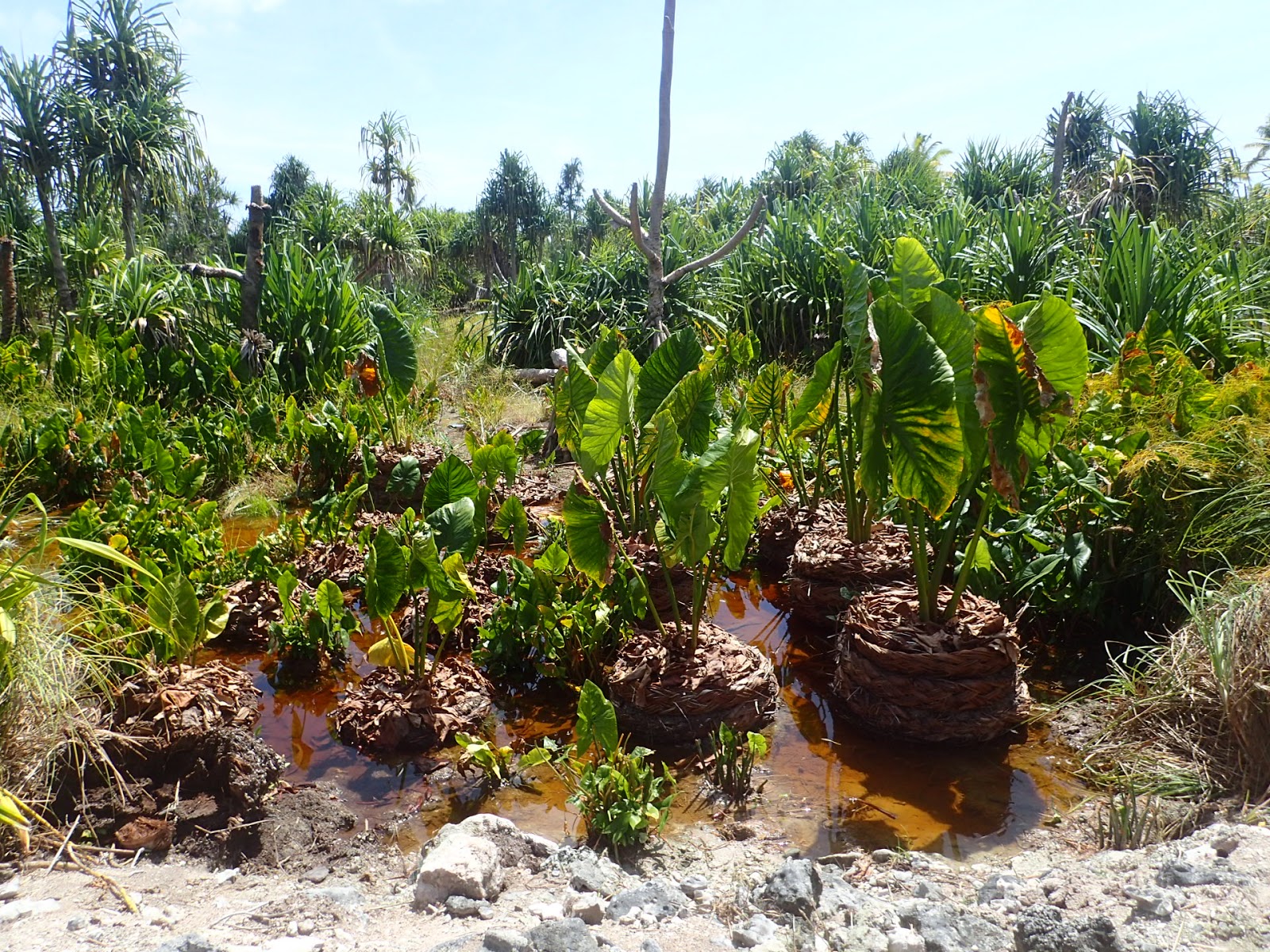 SV FLUENTA : Butaritari in Pictures - Thatch, WWII Relics and Kids.