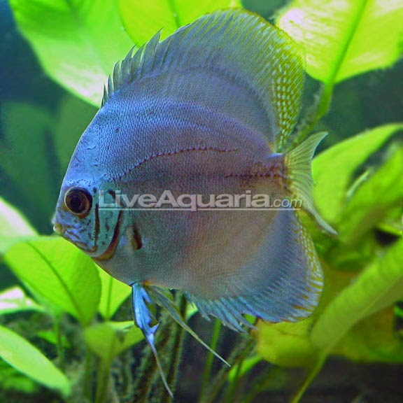 Reproduccion de Peces Disco en acuarios | Peces Wikipedia