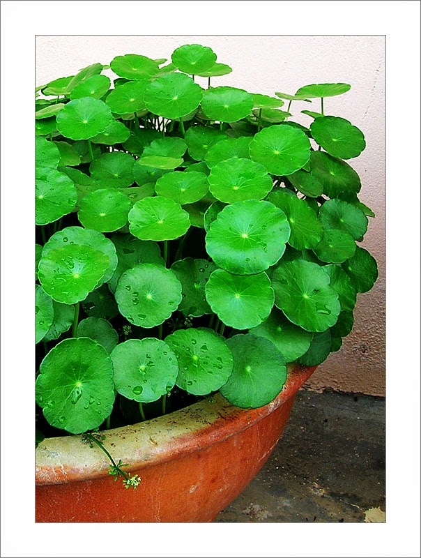 LET US ALL BE CONNECTED: PEGAGA (CENTELLA ASIATICA) JUICE CURES DENGUE