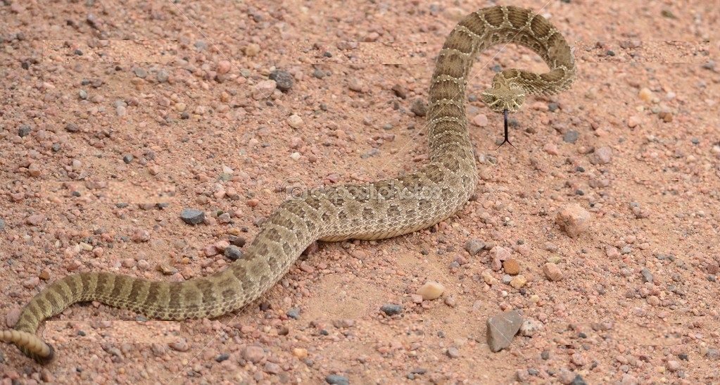 Reino Animal: Cobra Cascavel