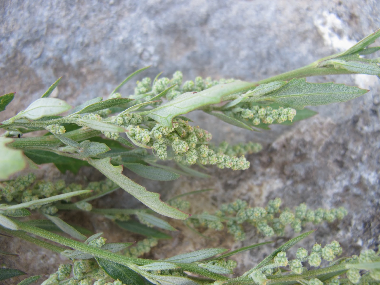 FLORA NEL SALENTO e.. anche altrove: Chenopodium album L ...