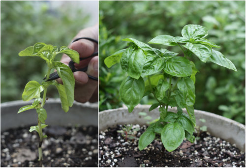 How To: Grow & Propagate Basil From Cuttings | 17 Apart
