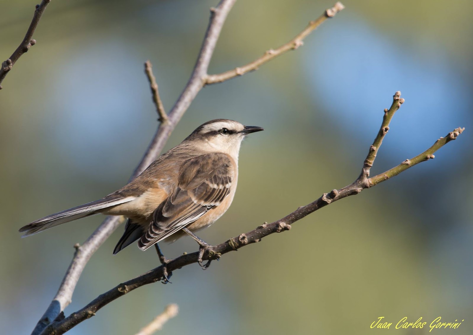 Aves Rosario de la Frontera Salta: Calandria Real, una sola garganta ...