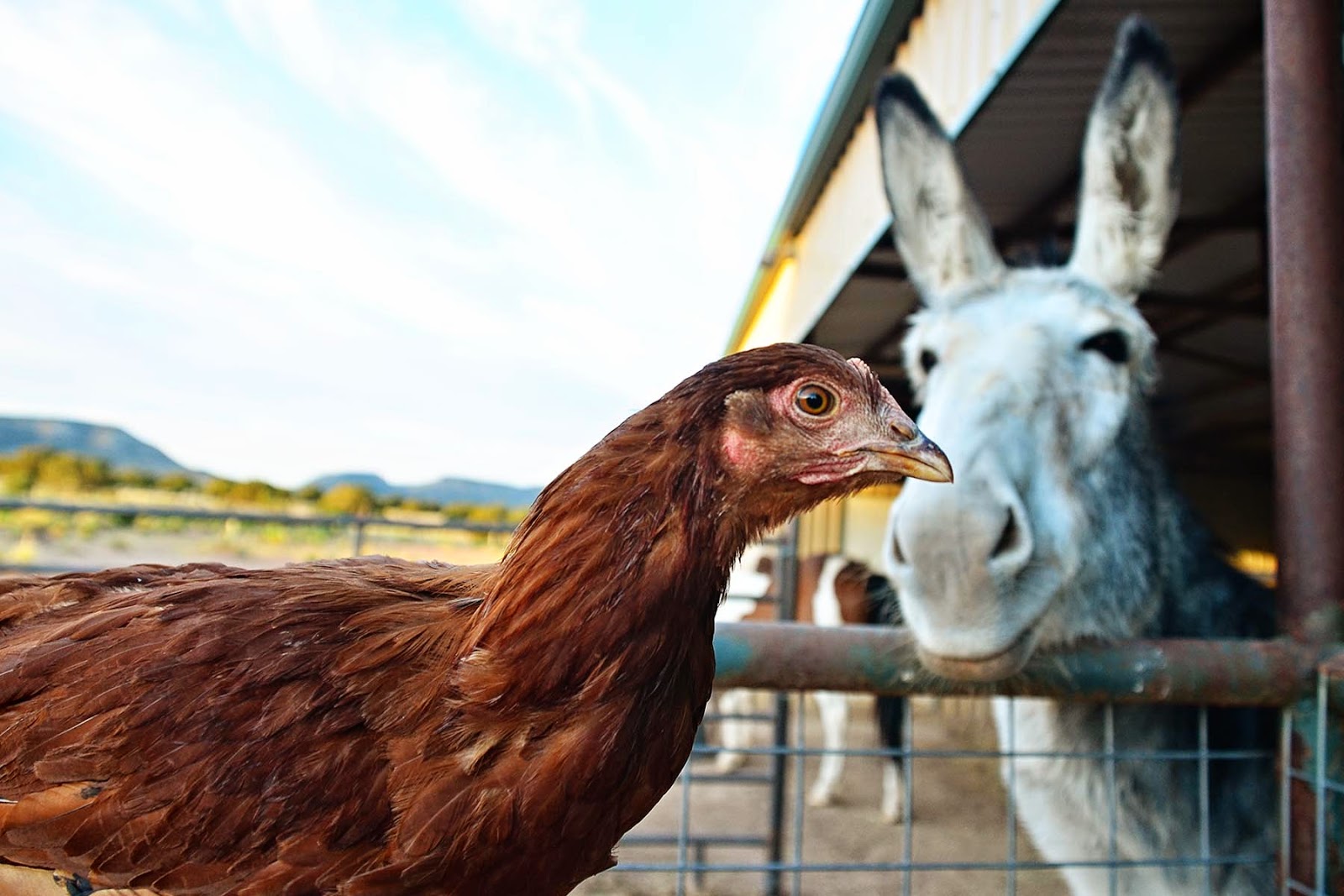 The 7MSN Ranch: Do chickens have ears?