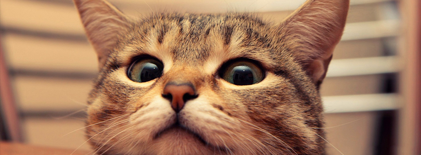 All Facebook cover images: Serious Cat FB Timeline Cover