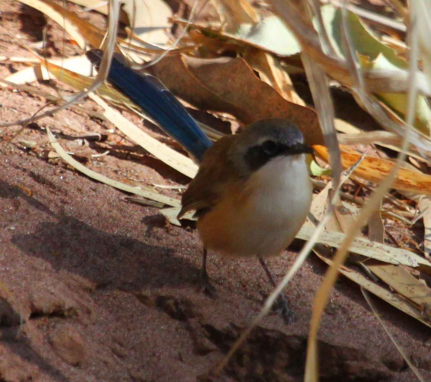 Richard Waring's Birds of Australia: Purple-crowned Fairy-wren, Crimson ...