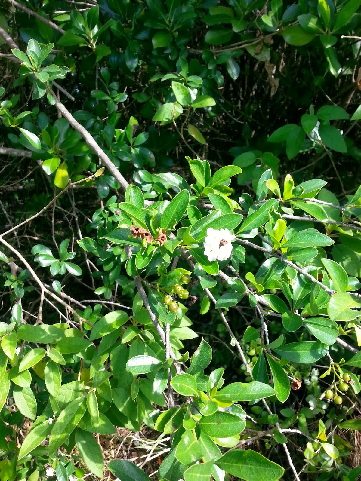 INVENTARIO DE ESPECIES EN EL SECTOR EL PASTILLO ISABELA, PUERTO RICO ...