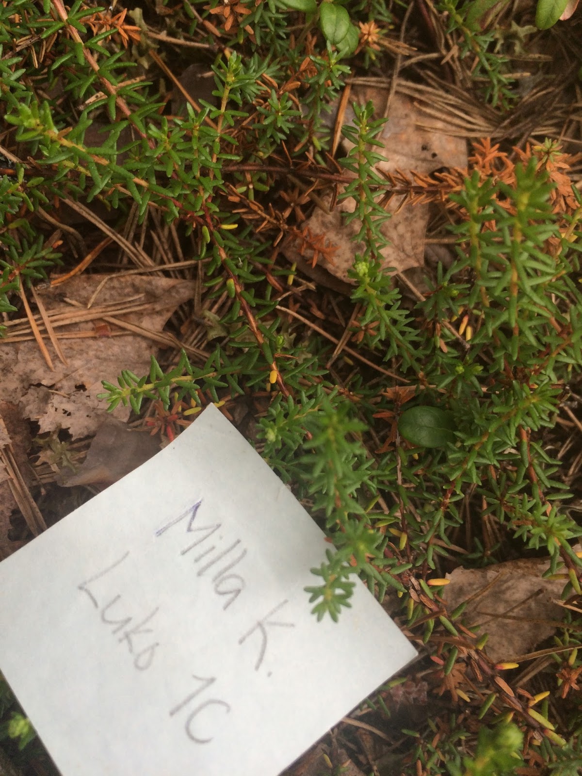 Millan kasvio : VARIKSENMARJA