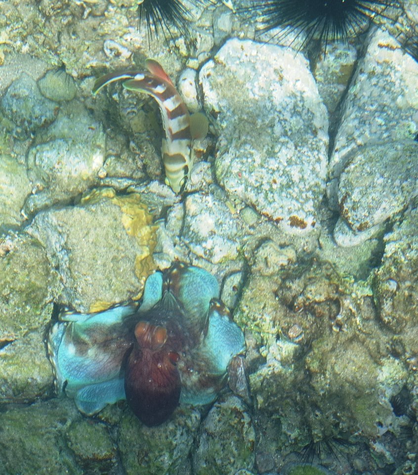 The Cellular Scale: LMAYQ: Scales