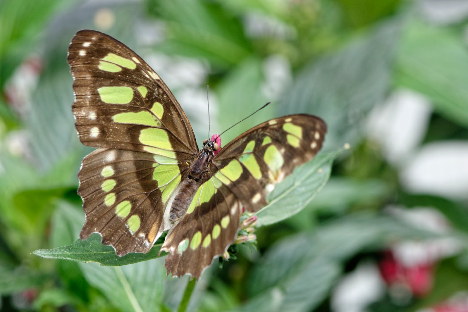 Macrophoto plaisir passion