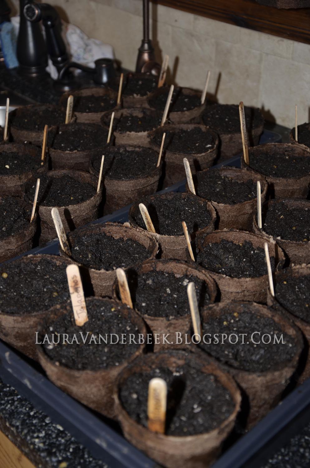 Laura Vanderbeek: March 2012