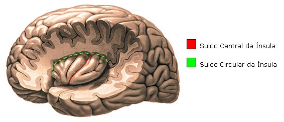 ÁLCOOL É DROGA: Sulcos e Giros