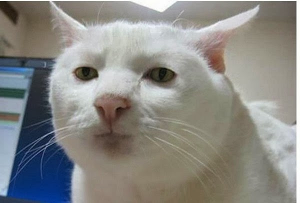 Funny Cat Expressions | Cute Cats