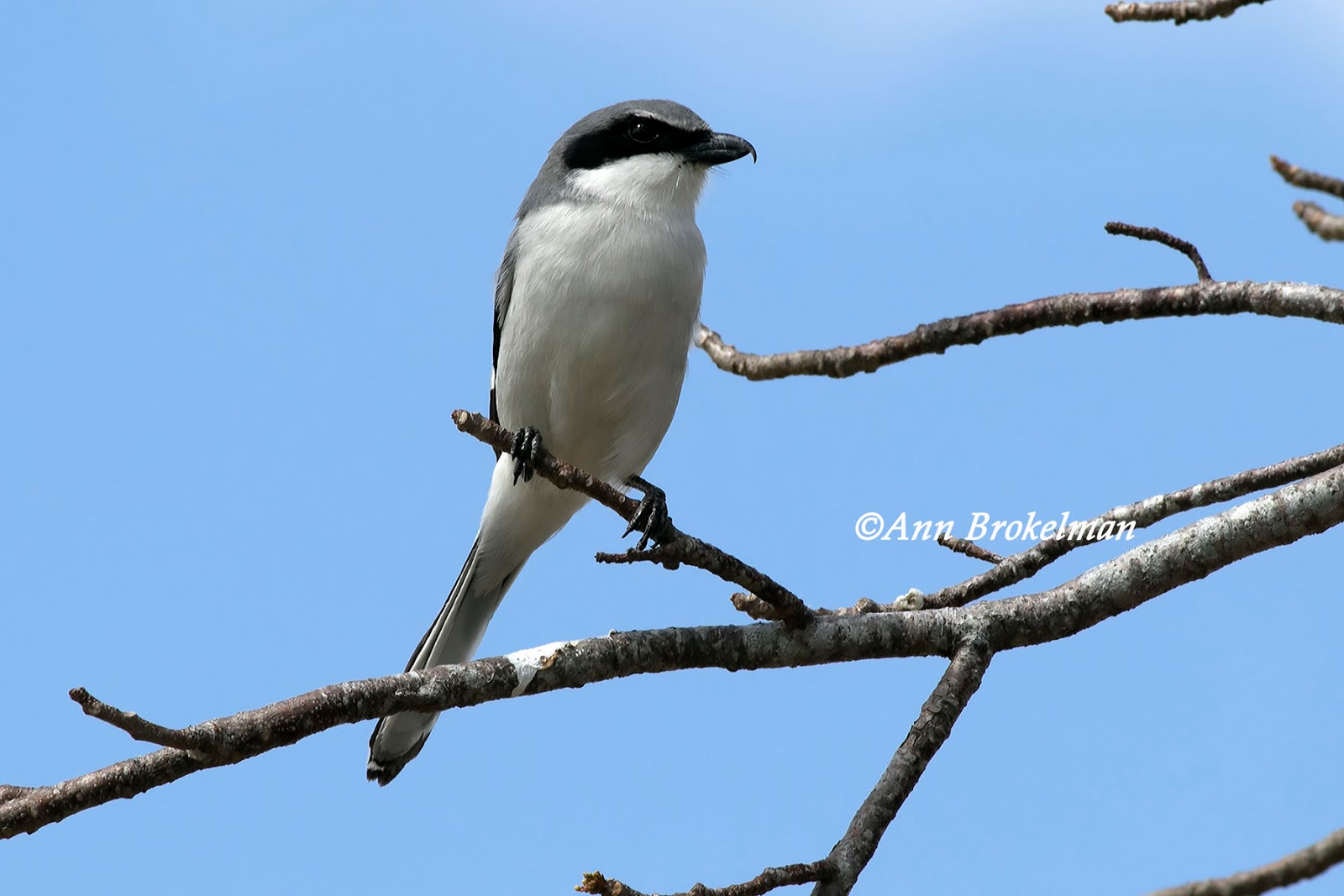 Ann Brokelman Photography: Loggerhead Shrike in florida
