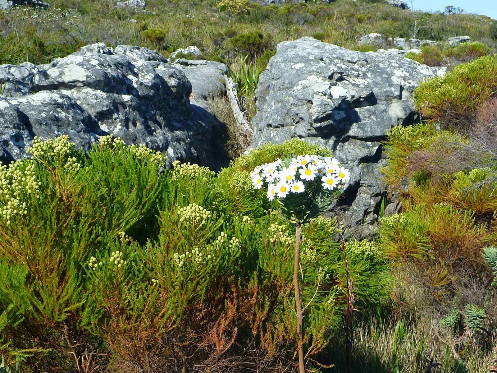 Camino Dagboek: Table Mountain from Constantia neck