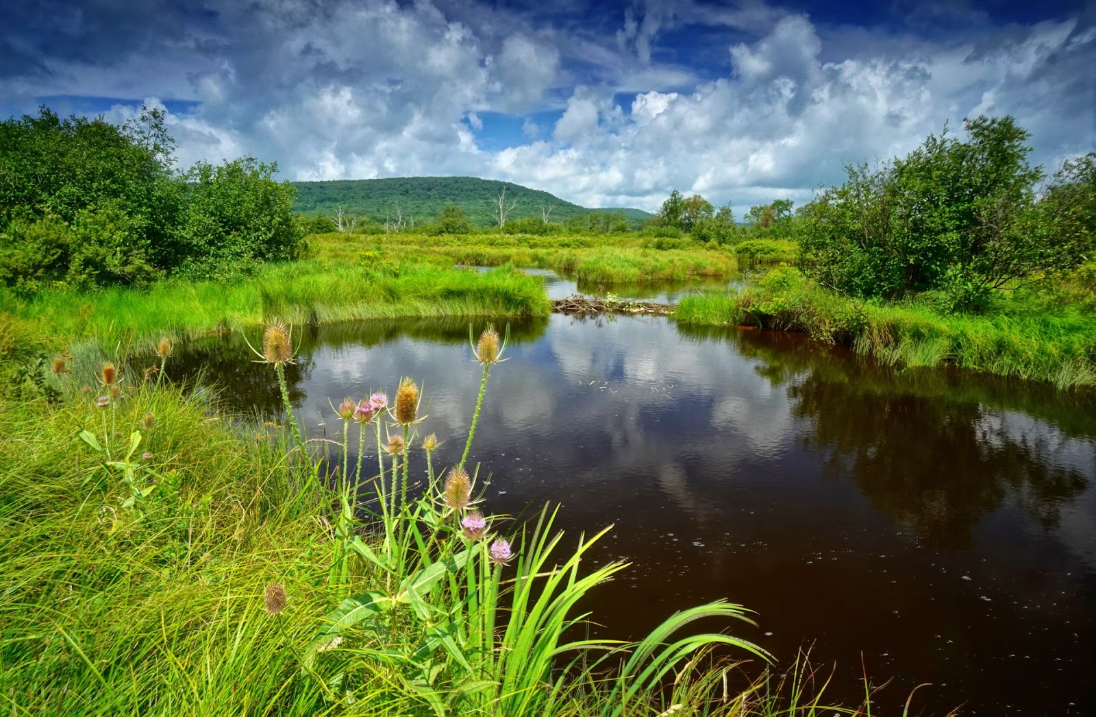 Discover West Virginia: Back to the Blackwater River Trail: Canaan Valley