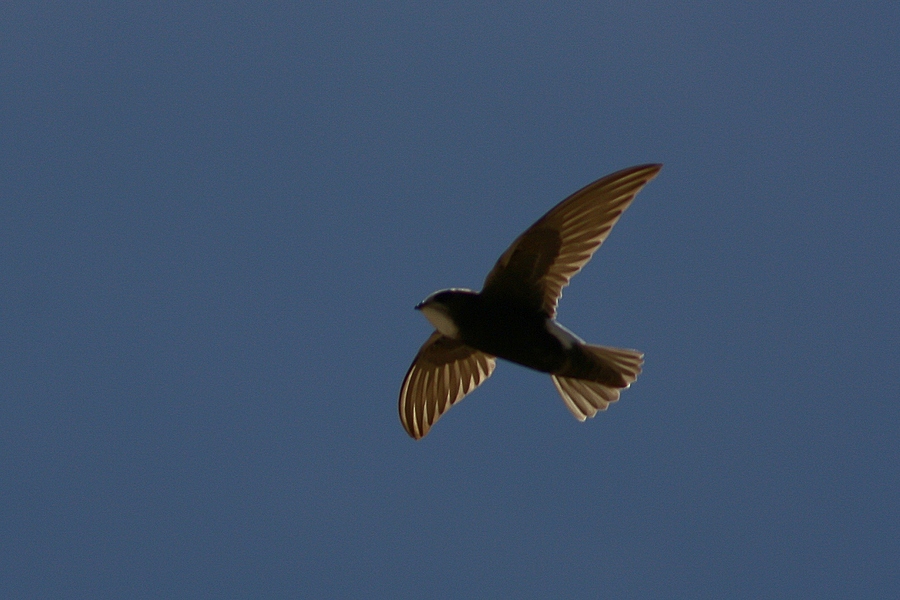 8x42: Vencejo Moro. (Apus affinis)
