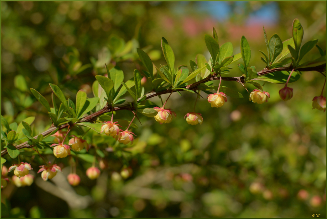 AM Fotod: Kukerpuu (Berberis) - Aasta puu 2015