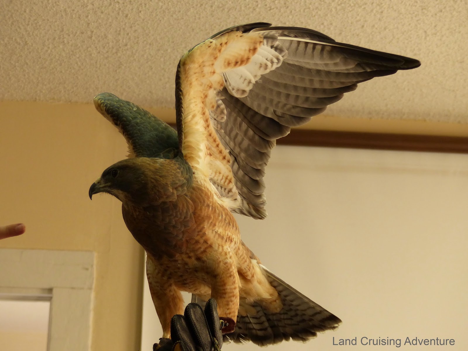 Land Cruising Adventure: New Mexico Raptors