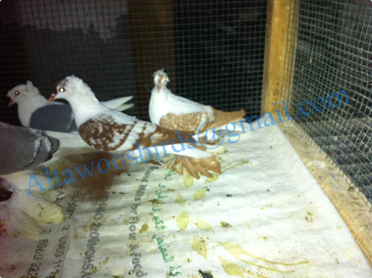 Al Tawoos Birds: Saxon Fairy Swallow - Swallows for sale