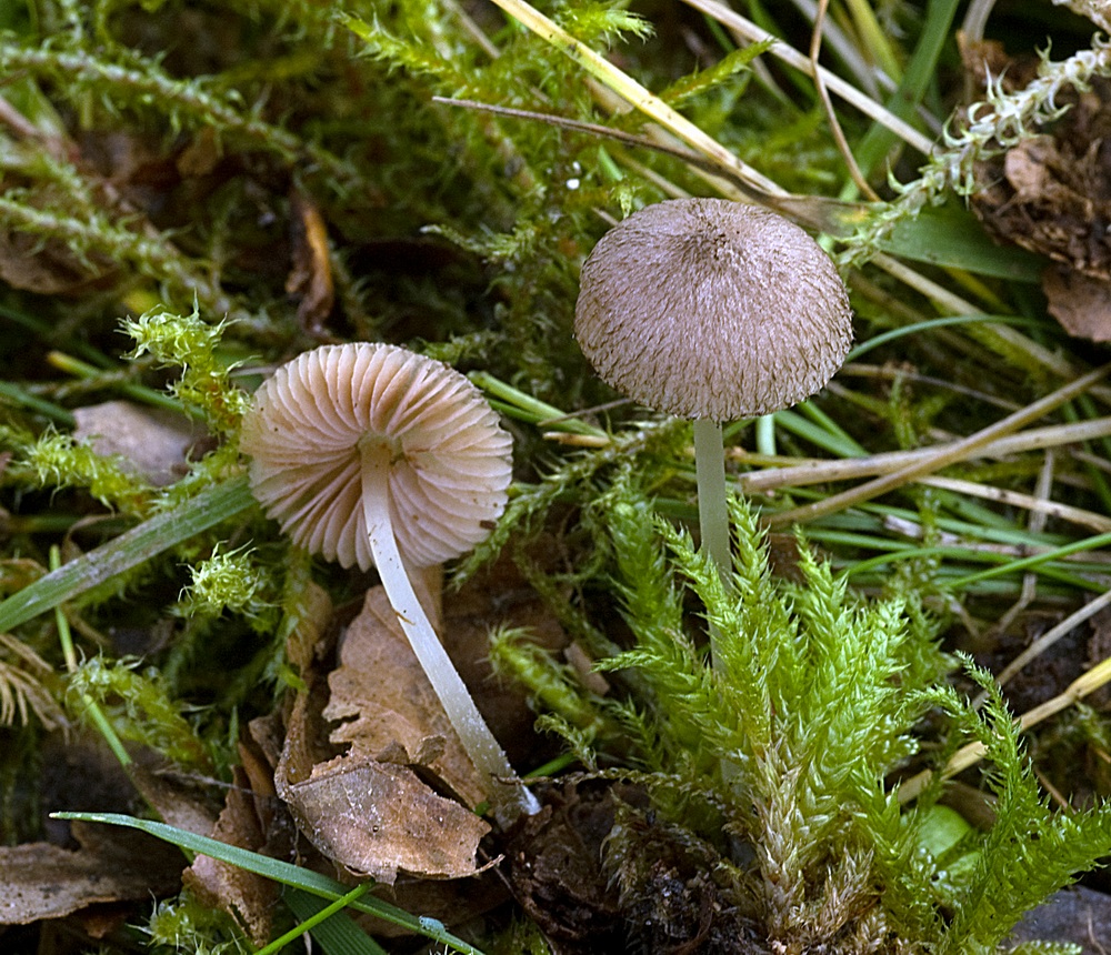 Pluteus hispidulus var. hispidulus (Fr.) Gillet • CEMAS