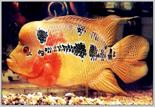 Kriteria dan Ciri Ikan Louhan Untuk Kontes - Cara Budidaya Ikan