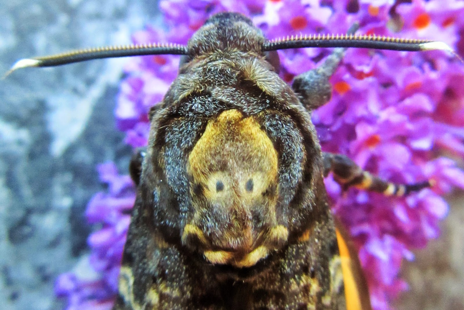 Bug Mad Girl: Deaths Head Hawk Moth