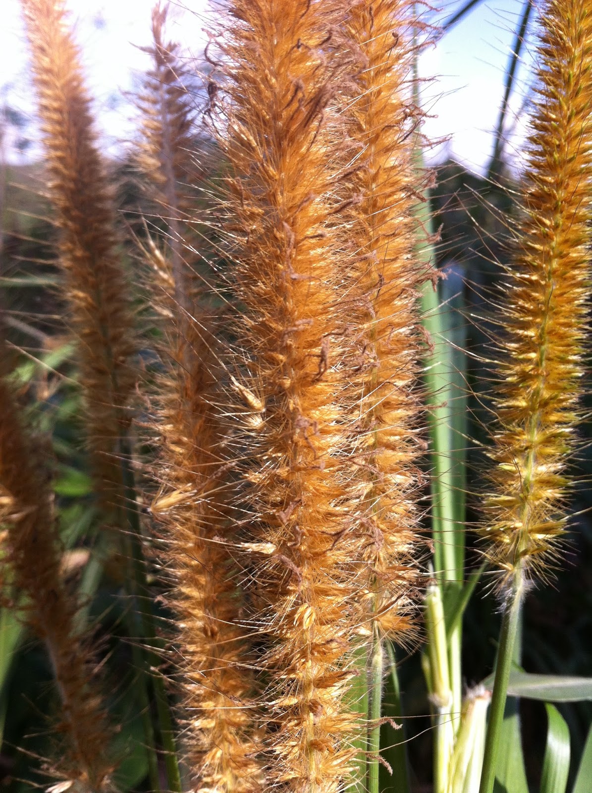 Belas da Natureza: Capim elefante / Napier