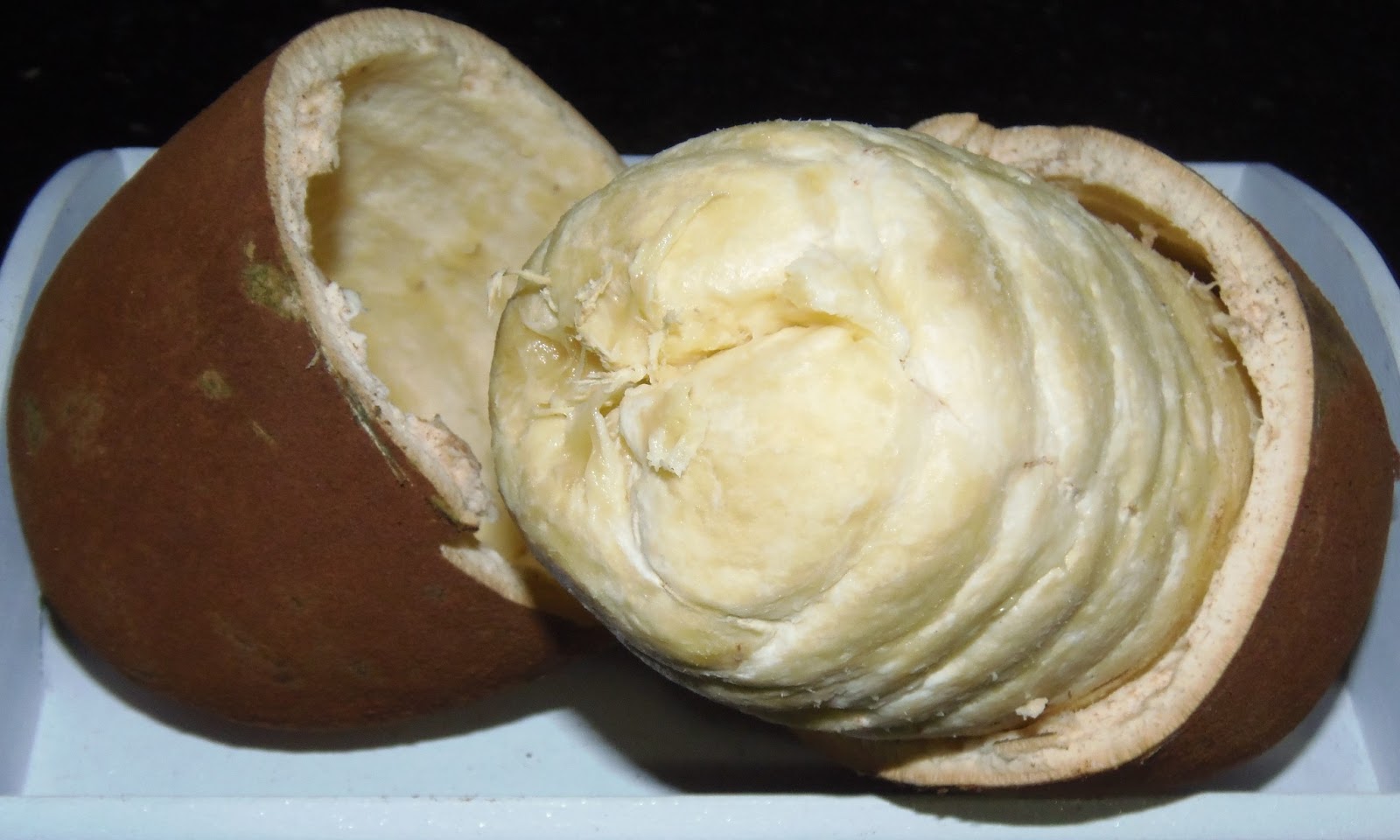 Cupuaçu- Theobroma grandiflorum L.