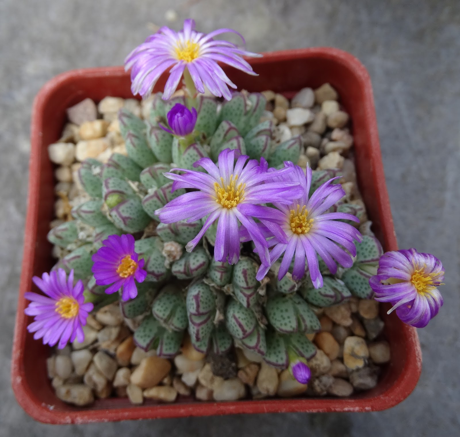 Succulent Sundae: CONOPHYTUM MARGINATUM