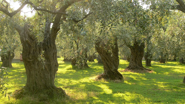 S.T.O.M.P. a la Doug: Episode 10: The Allegory of the Olive Tree (Jacob 5)