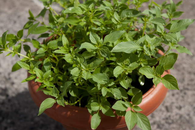 Sweet Basil & Lemon Basil ~ Adventures in Gardening Pohnpei, Micronesia