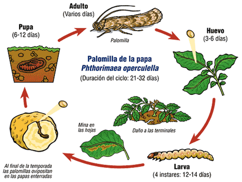 algarrobero peterista