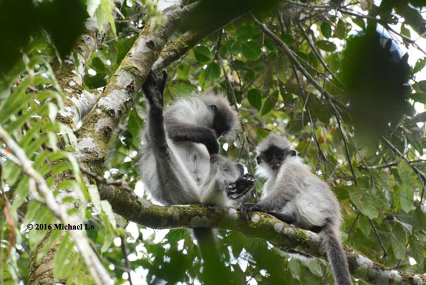 The rainforests of Borneo & Southeast Asia: White-thighed Surili ...
