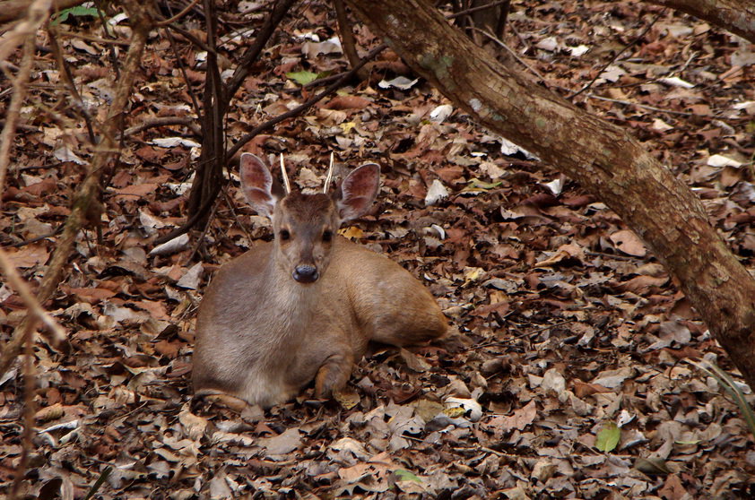 Vamos falar do Cerrado?: Fauna do Cerrado