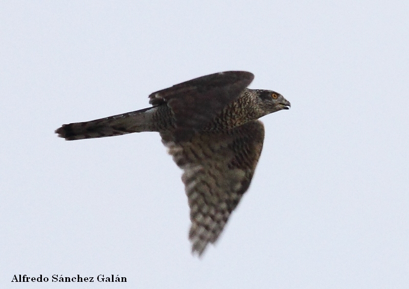 Aves de Aragón : Azor