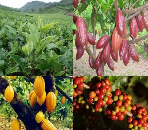 Ruang Lingkup dan Pengelompokan Komoditas Hasil Pertanian dan Perikanan ...