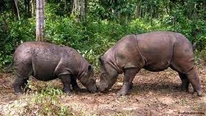 Mengenal Badak Bercula Satu Ujung Kulon - Gaya Dan Menarik