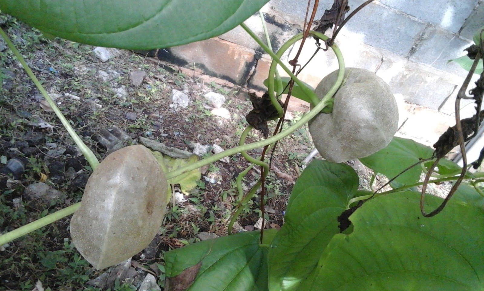 CULTIVOS SUBUTILIZADOS EN PANAMÁ: PAPA DE AIRE