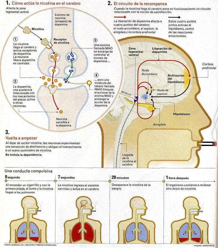 Unadm Linda Morales El Cerebro Adicto