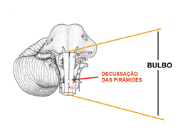 Atividades Teórico-práticas em Metabolismo e Morfofisiologia : Cerebelo ...