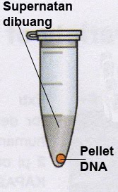 Metode Ekstraksi DNA Tanaman